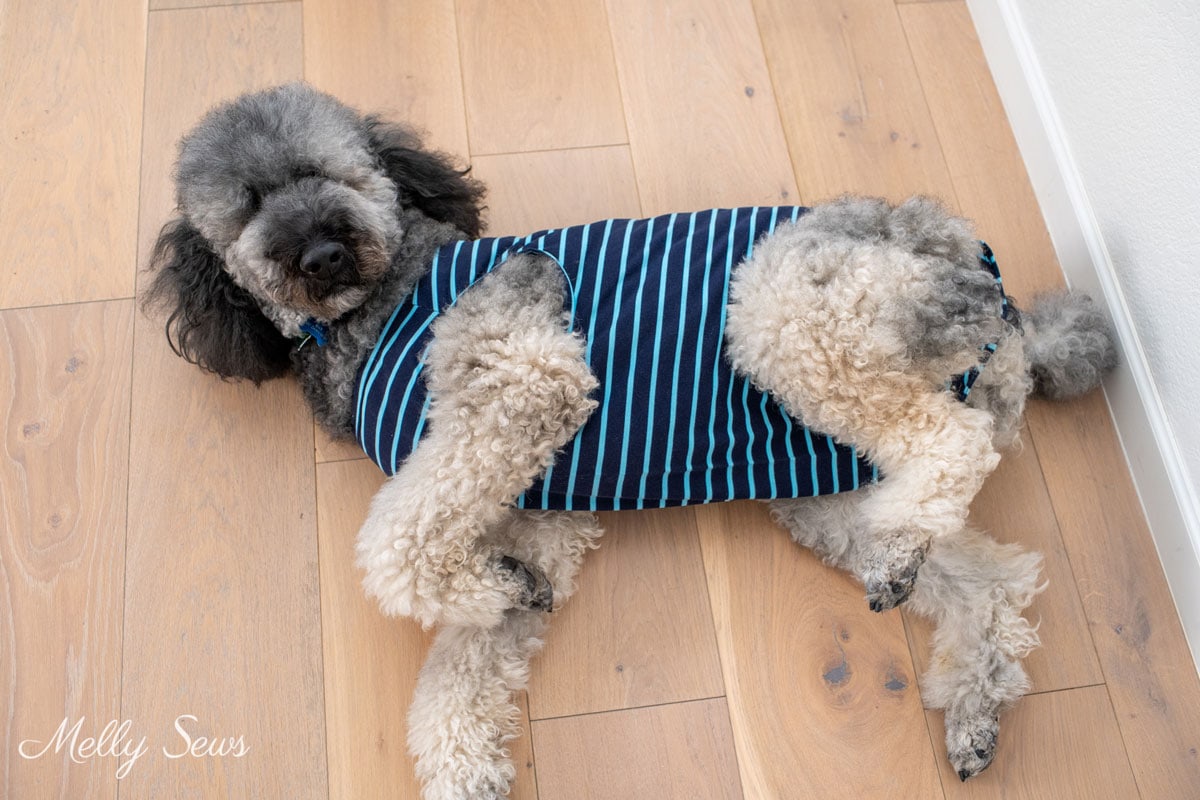 Make a Dog Surgical Suit - Melly Sews